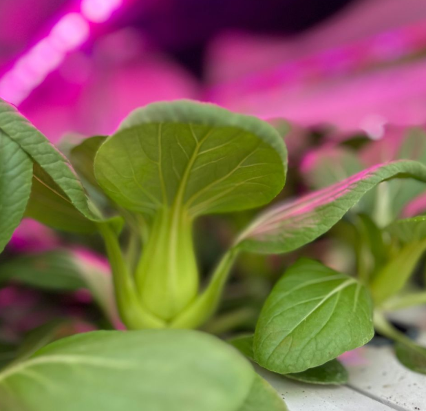 Mini Bok Choy [ Head ] – Ratios